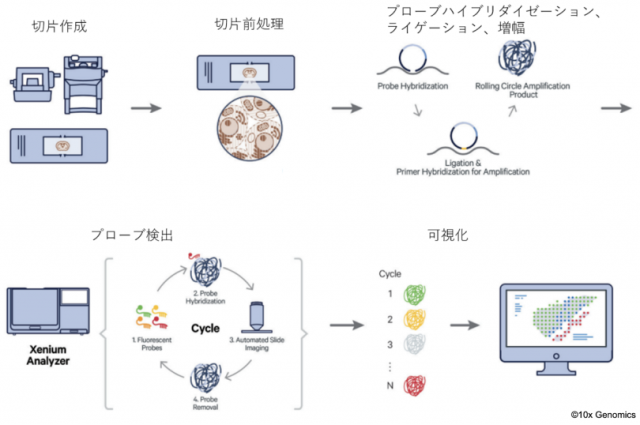 Xenium In Situの詳細情報 | KOTAIバイオ受託サービス